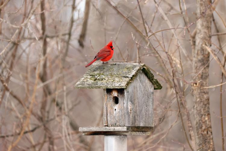 Hungry wildlife at Fox Island | Local | journalgazette.net