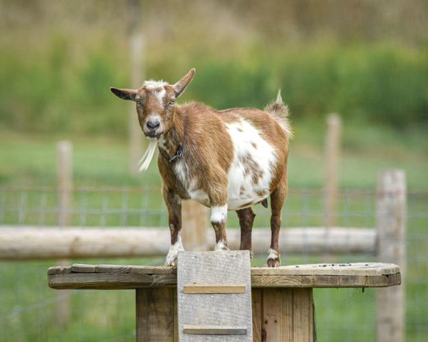 Around Fort Wayne: Go beyond zoo to see animals in the area | Living ...