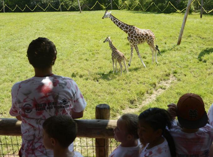 Giraffe baby thrills zoo crowd | Local | journalgazette.net