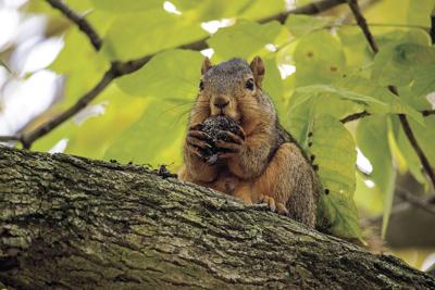 Squirrel enjoys lunch on the Purdue Fort Wayne campus on Thursday ...