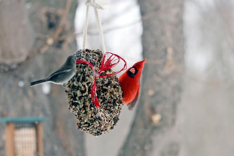 Hungry wildlife at Fox Island | Local | journalgazette.net