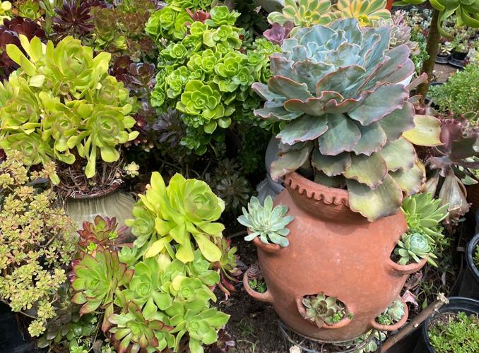 Strawberry pots aren't just for the fruit. Its 'windows' make for ...