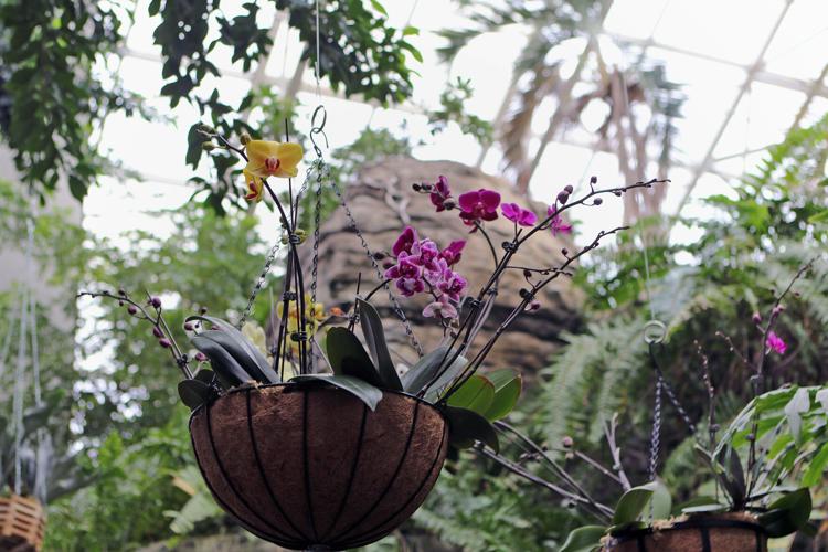 Sweethearts check out orchids at botanical conservatory | Local | journalgazette.net