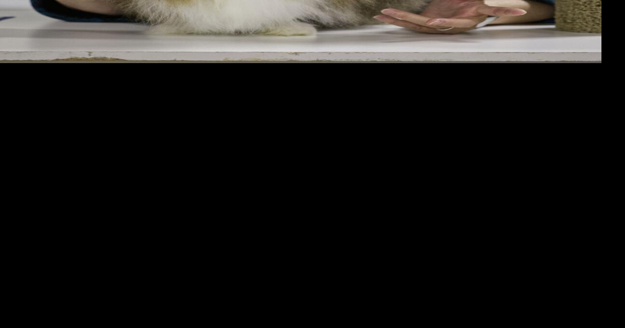 Cats congregate at Coliseum | Local | journalgazette.net