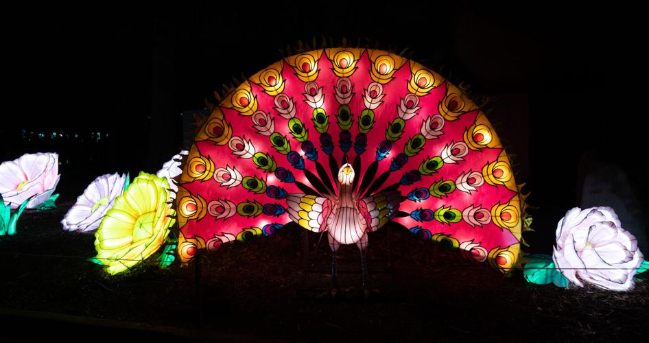 Fort Wayne Zoo adds special events to boost attendance, attract ...