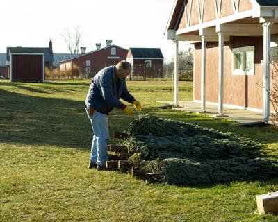 Christmas trees at Salomon Farm | Local | journalgazette.net