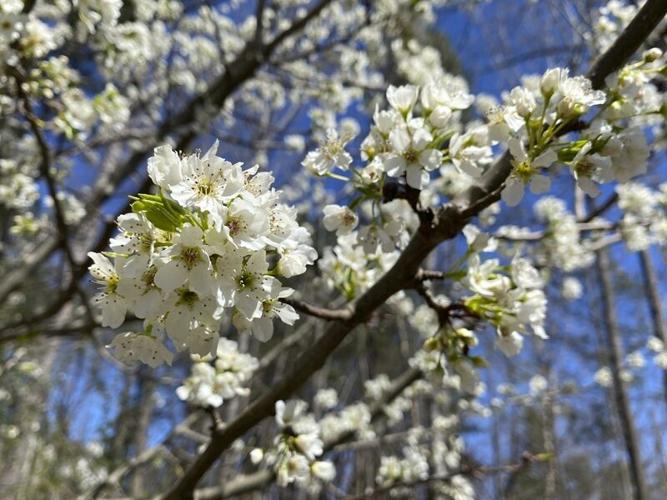 Callery pear trees spawn thorny invasive species | Living ...