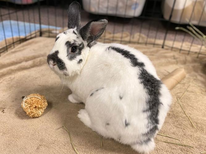 Pets of the week | Local | journalgazette.net