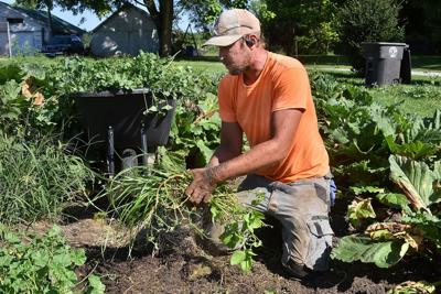 Weeding out a rhubarb patch | Local | journalgazette.net