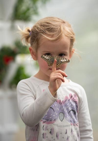 Color in Motion Butterfly Exhibit | Local | journalgazette.net