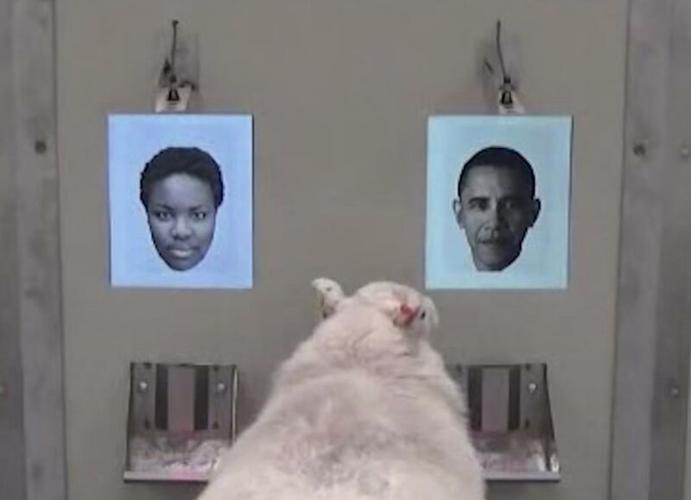 Sheep can recognize Baaaa-rack Obama's face, new study shows | News ...