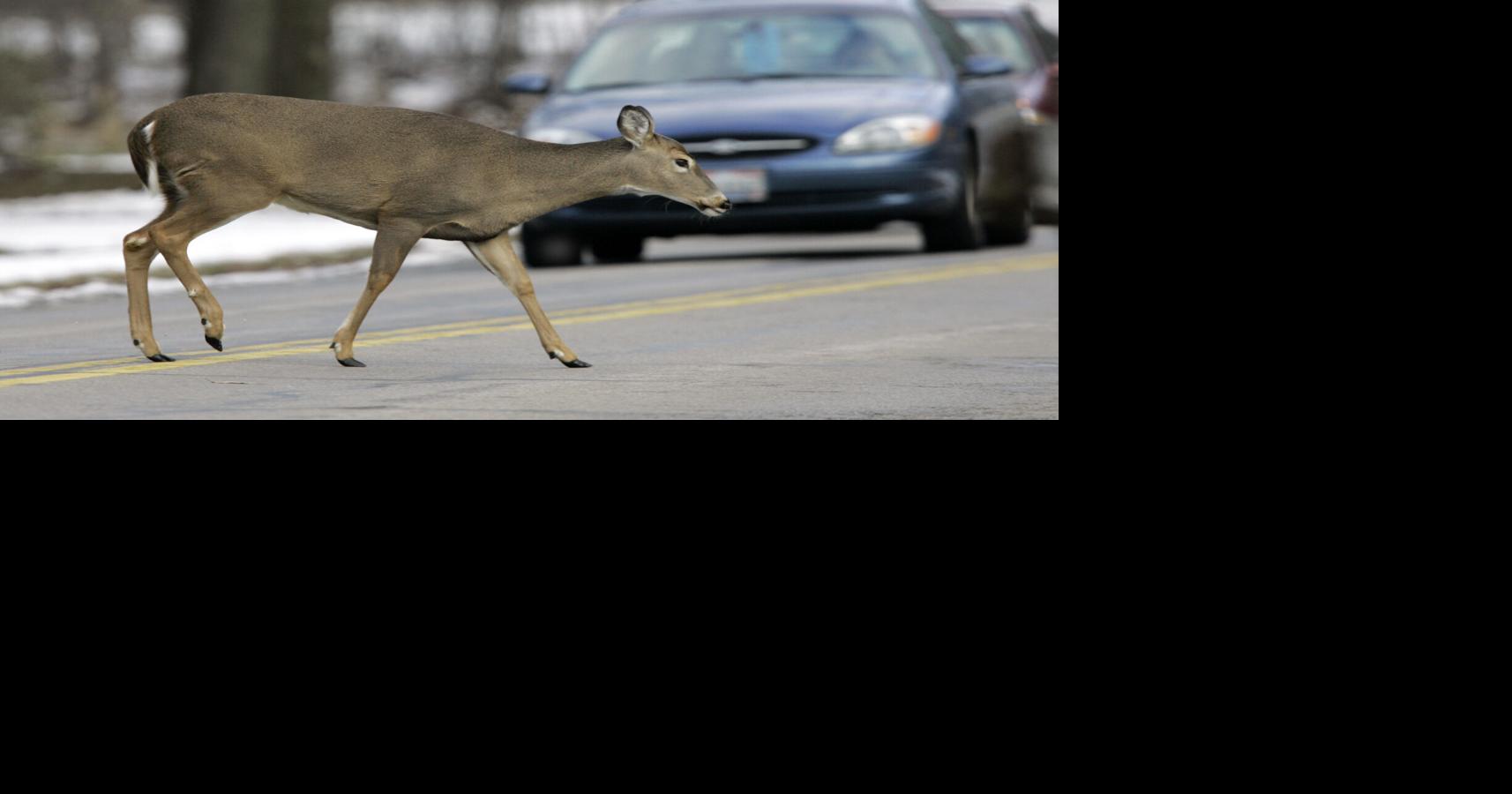 Study: Year-round DST would reduce deer crashes | Opinion ...