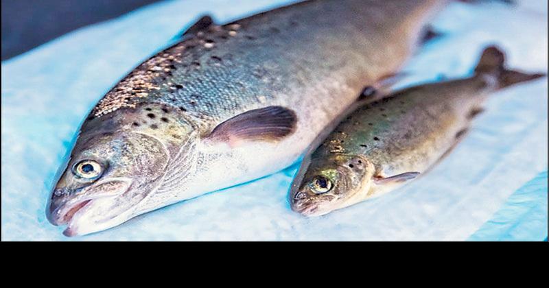 Hoosier fish farm spawns controversy | Opinion | journalgazette.net