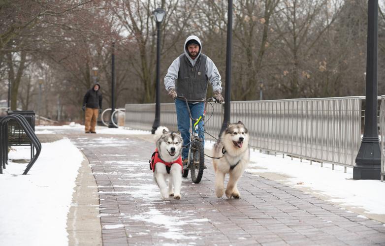 Heartland Mushers sled dogs join the Winterval fun in downtown Fort ...