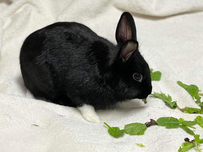 Pets of the week | Local | journalgazette.net