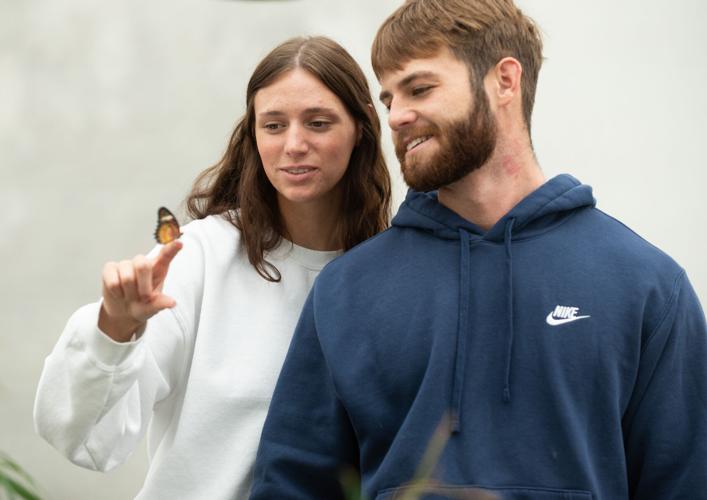 Butterflies fly back to conservatory for 'Color in Motion' exhibit ...