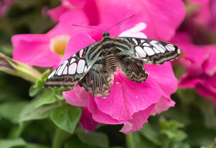 Butterflies fly back to conservatory for 'Color in Motion' exhibit ...