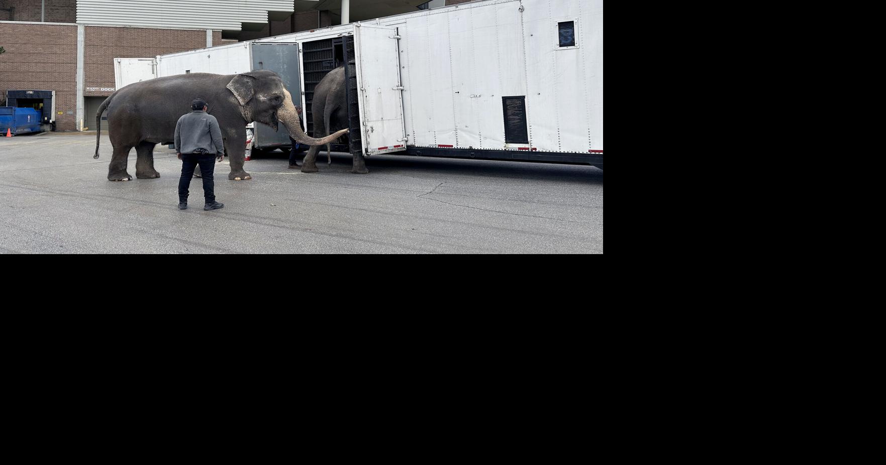 Elephants leaving after circus at Fort Wayne's Memorial Coliseum ...