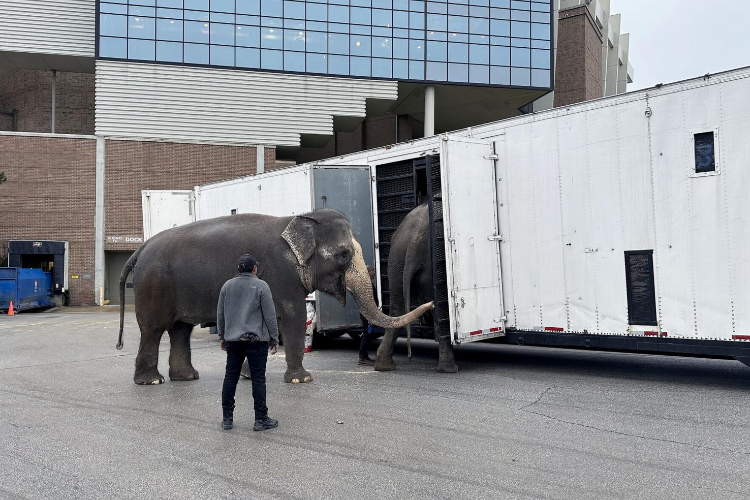 Elephants leaving after circus at Fort Wayne's Memorial Coliseum ...