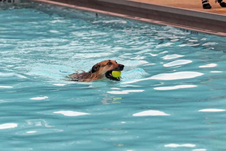 Northside Aquatic Center offers dogs the last dip of the season | Local ...