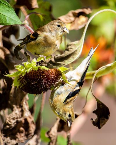 Birds take a lunch break | Local | journalgazette.net