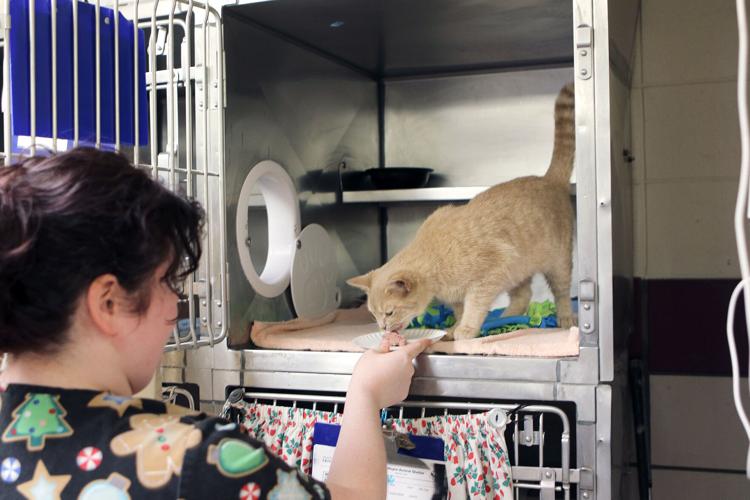 City animal shelter must take steps to save more pets | Columnists ...