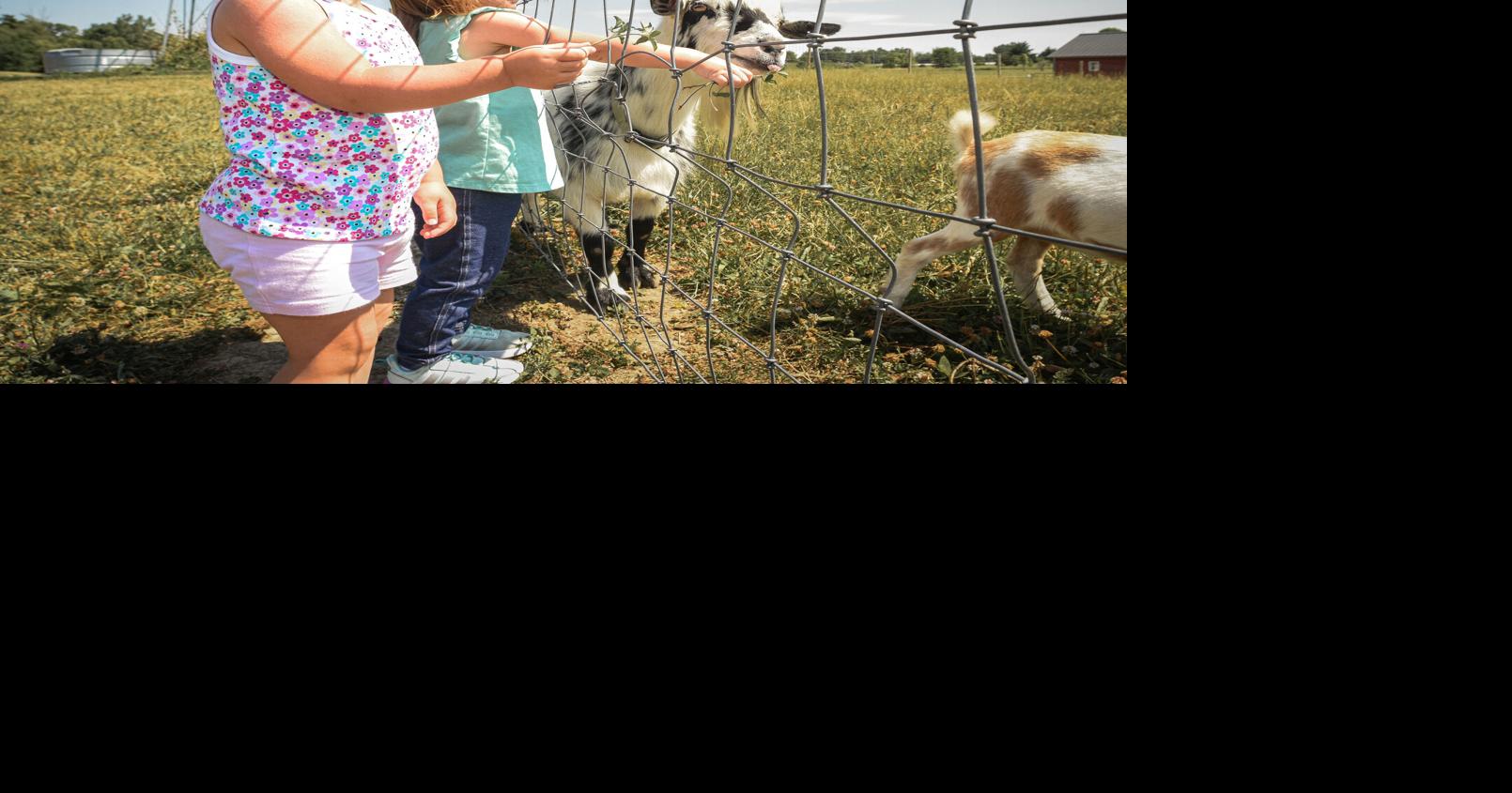 Snack time for goats | Local | journalgazette.net