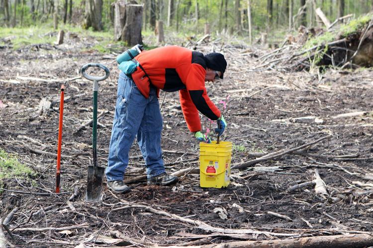 Tree planting at Fox Island County Park | Local | journalgazette.net