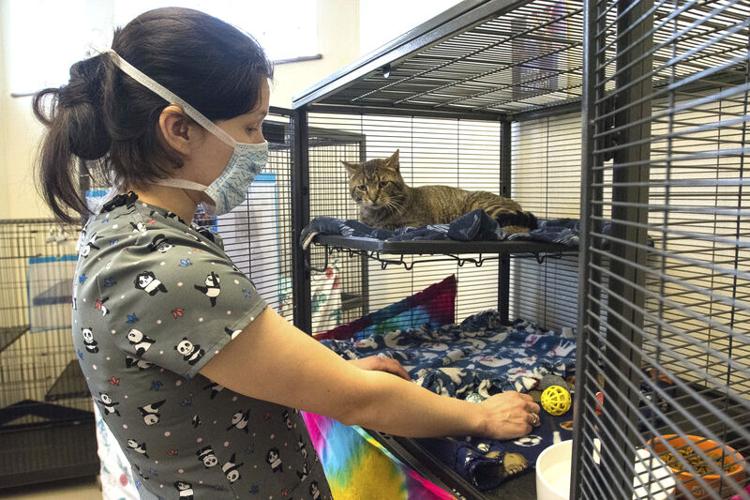 Fewer pets being left at shelters | Local | journalgazette.net