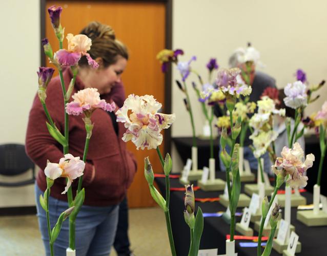 Eye-popping iris show at Botanical Conservatory | Local ...