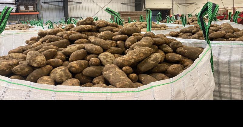 Go West, young spud: Maine tubers sent by rail | Business ...