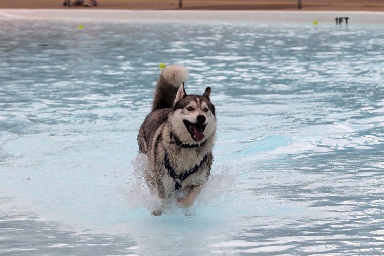 Northside Aquatic Center offers dogs the last dip of the season | Local ...