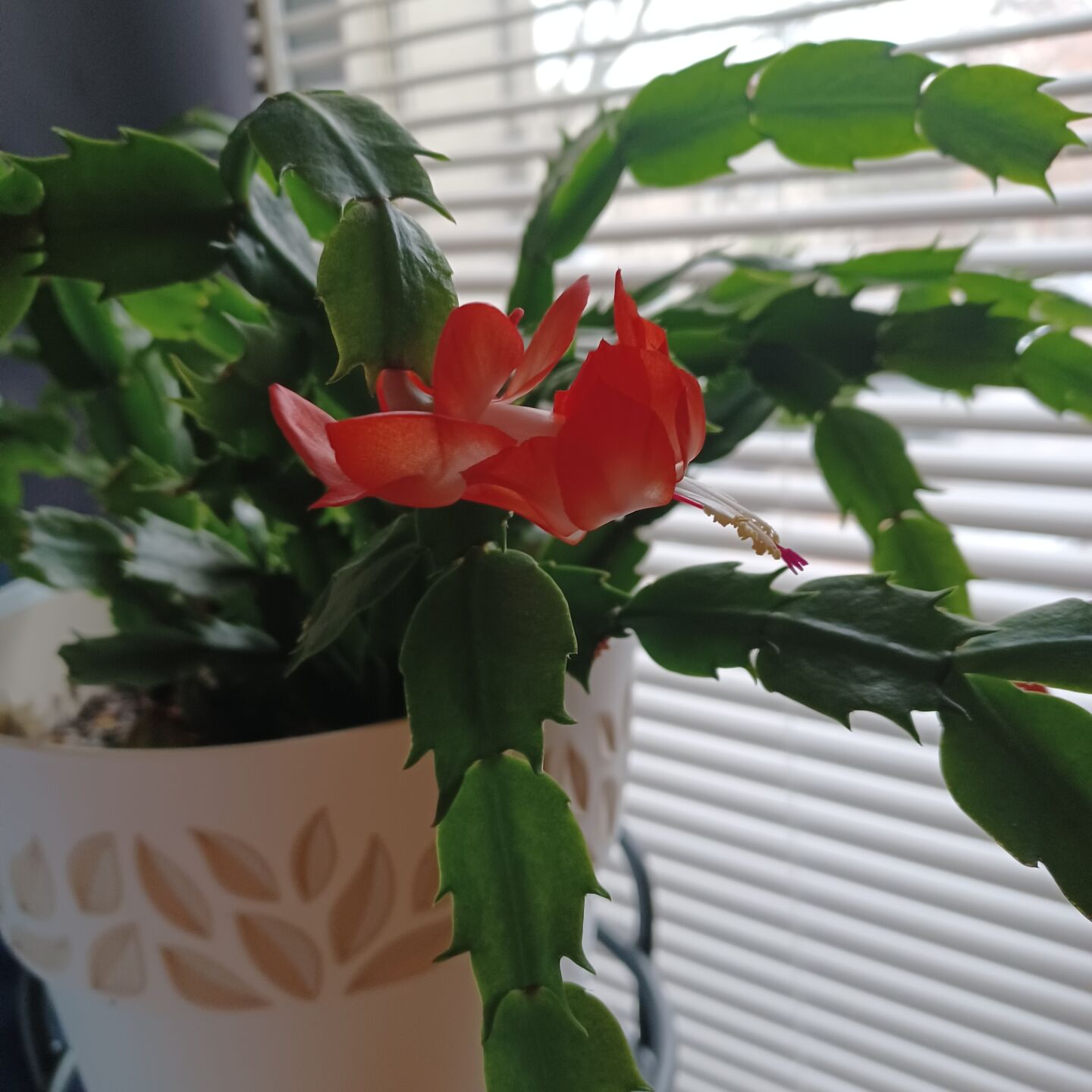 The Plant Medic: Holiday cactus blooms through season with proper care ...