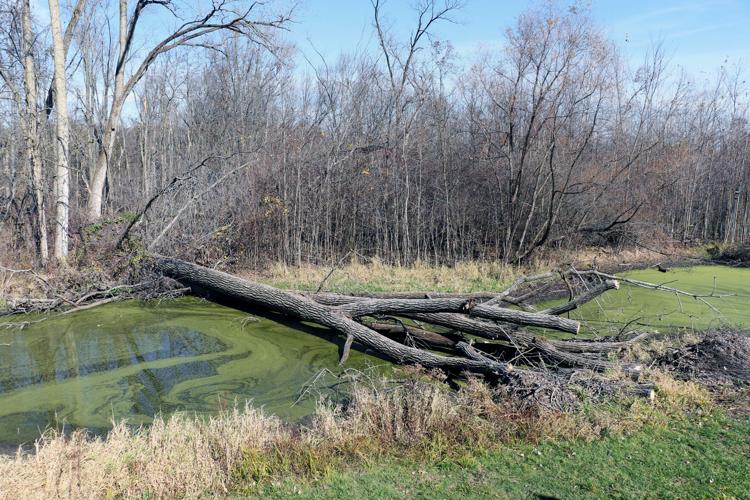 Response to Fox Island's derecho damage continues five months later ...