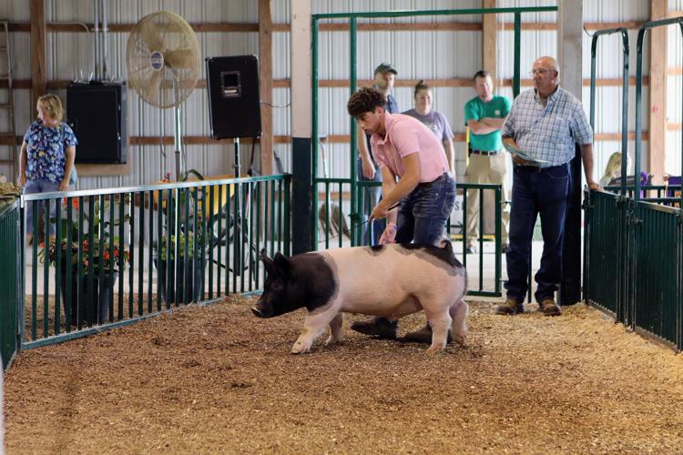 10-year 4-H members reflect on final livestock auction | Local ...