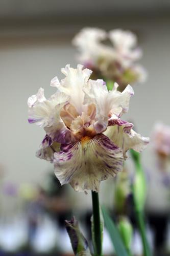 Eye-popping iris show at Botanical Conservatory | Local ...