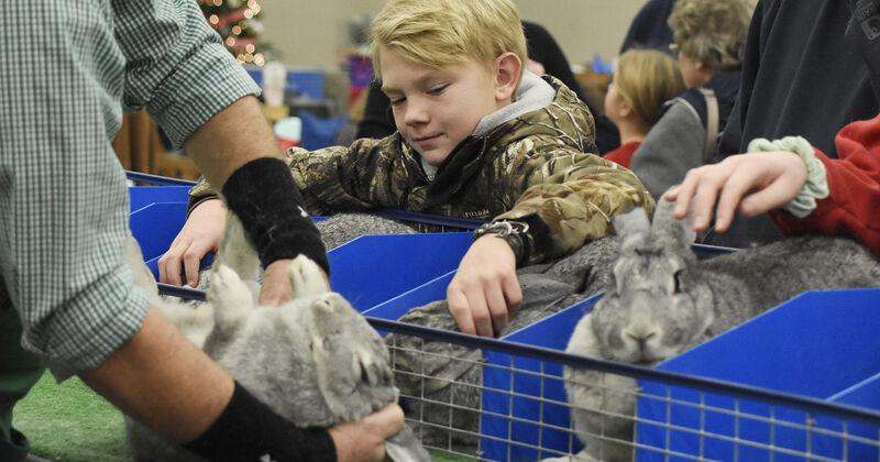 Fuzzy, furry and oh so cute: Rabbits take over Coliseum for Christmas ...