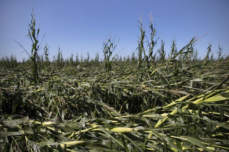 Iowa farmers assess losses after storm flattened corn fields | Business ...