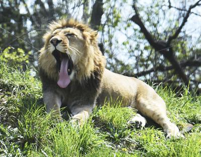 Zoo shows off its new lion, Bahati | Local | journalgazette.net