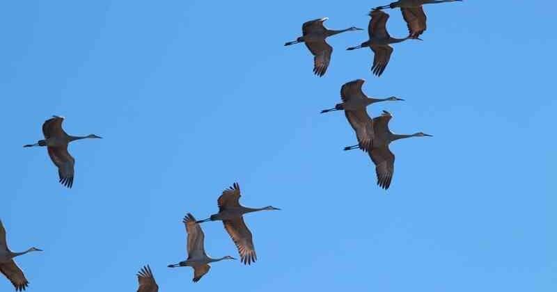Limberlost Swamp dedicated as state-protected nature preserve | Local ...