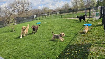 Multiple dogs are happily playing on a warm spring day | Local ...