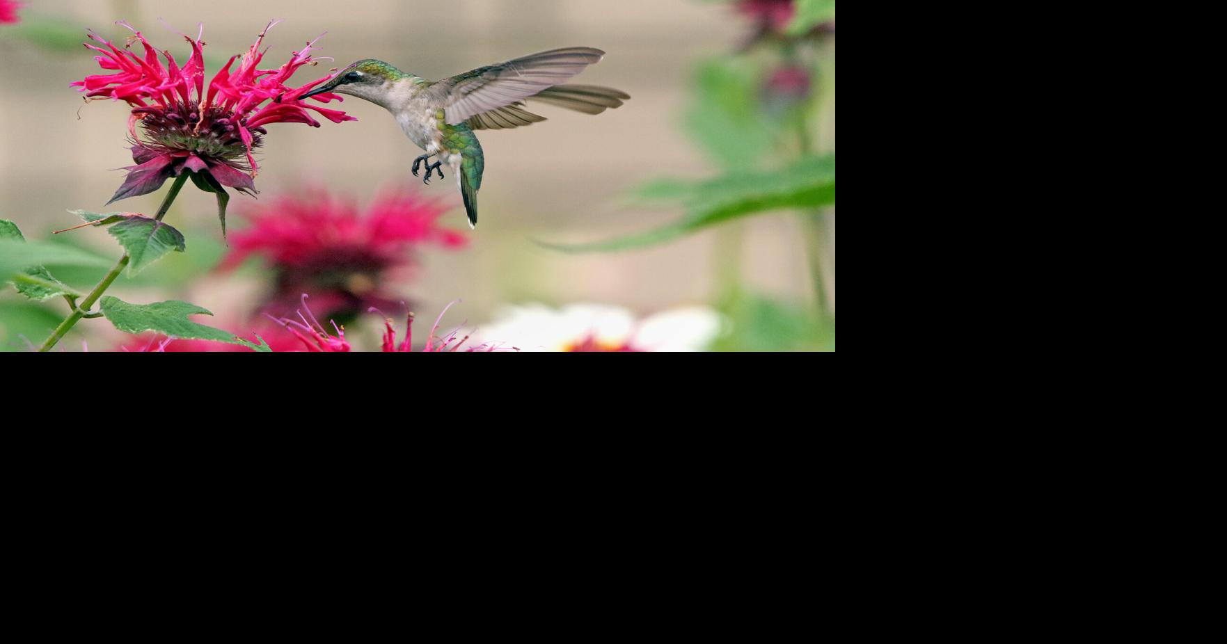 Hummingbird sips nectar at Purdue Fort Wayne | Local | journalgazette.net