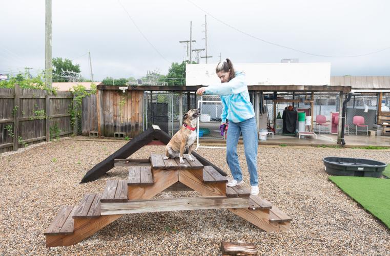 Humane Fort Wayne inches closer to new facility opening | Local ...