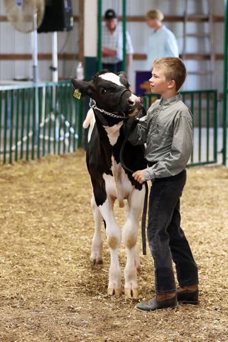 Livestock auction ends Allen County 4-H fair season | Local ...
