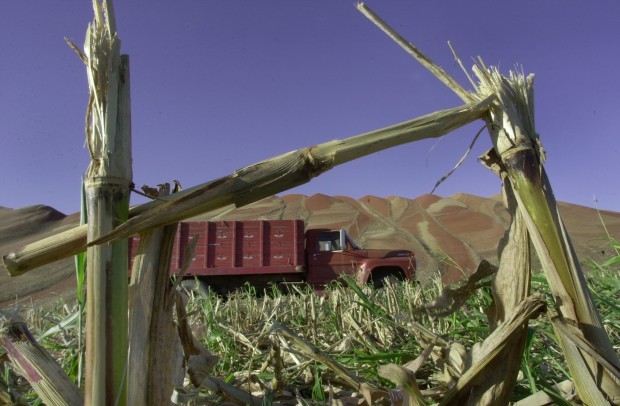 EPA opens door to a comeback for milo