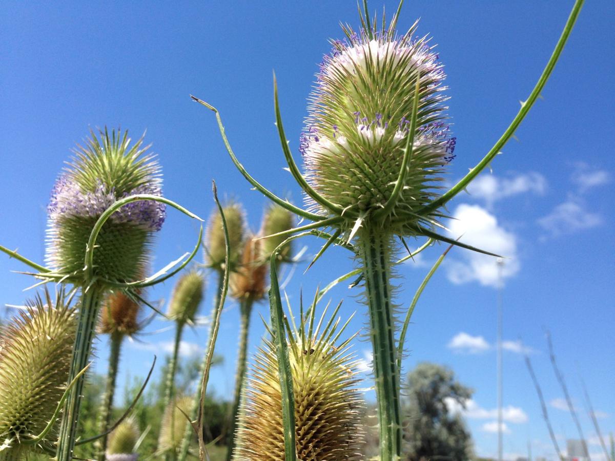 How to tell the evil weeds from the merely annoying