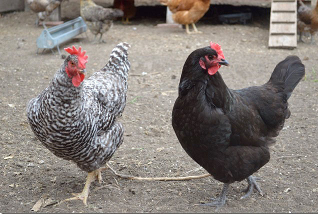 Strutting poultry stars make way onto calendar