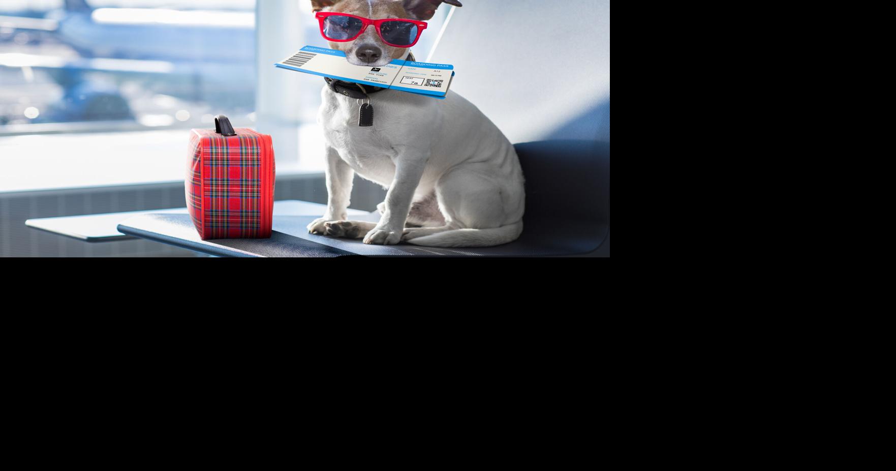 LIFE-my-pet-world-DMT