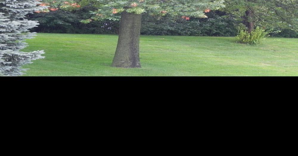 Sarah Browning: Twig girdler causes dead twigs