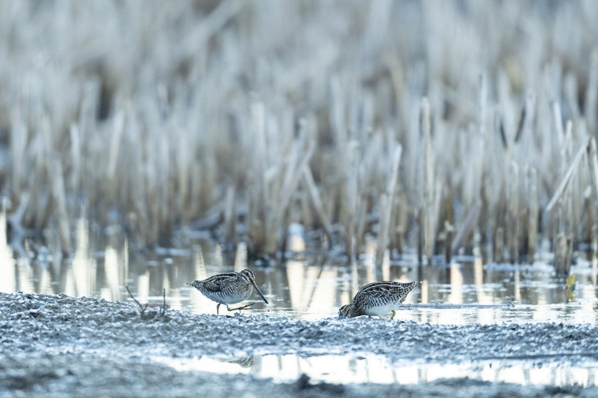 Becoming a snipe hunter